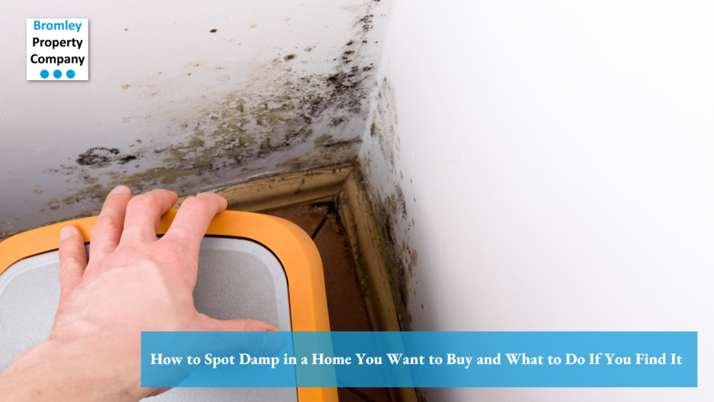 How to Spot Damp in a Home You Want to Buy and What to Do If You Find ...